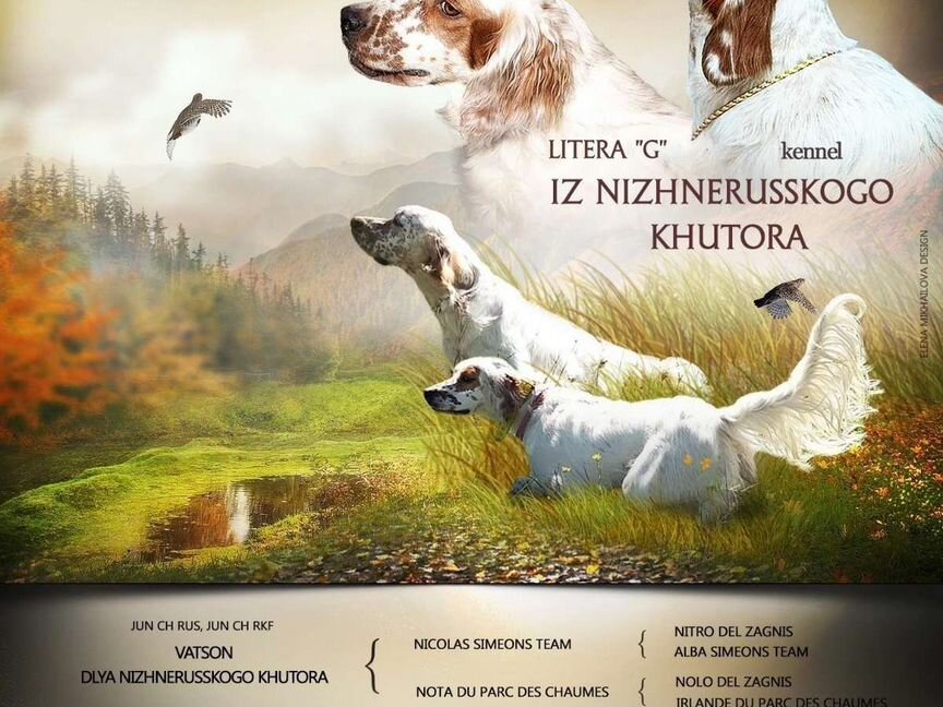 Щенки английского сеттера