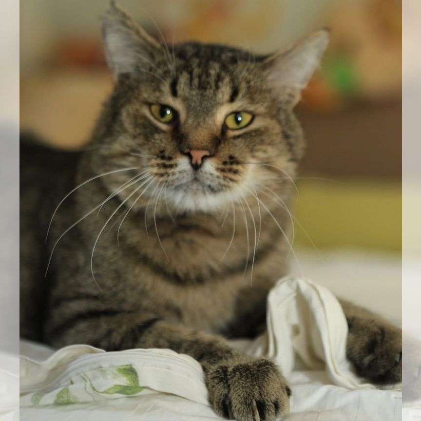 Котик Волчок в добрые руки