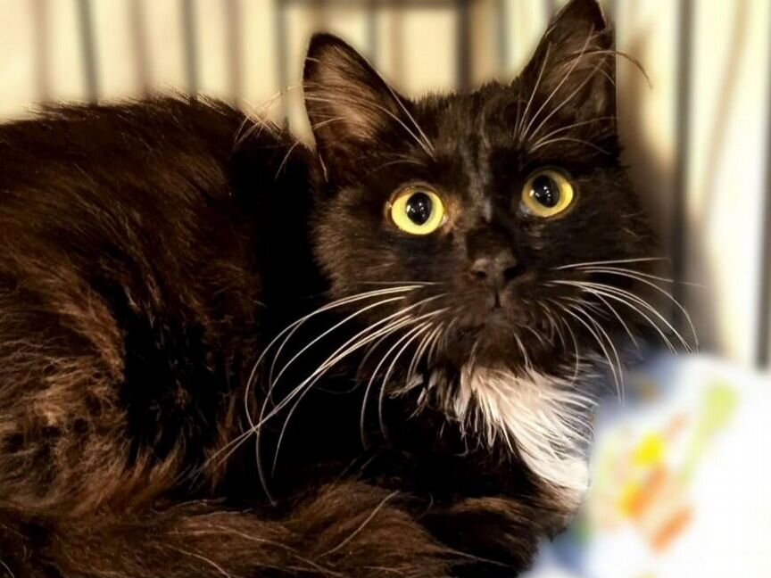 Котёнок-подросток