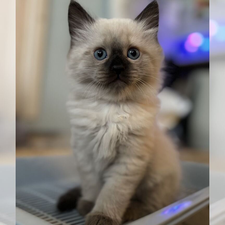 Невский маскарадный кот