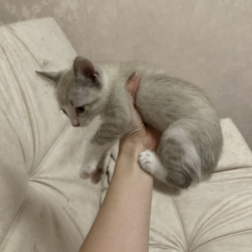 Котенок в добрые руки