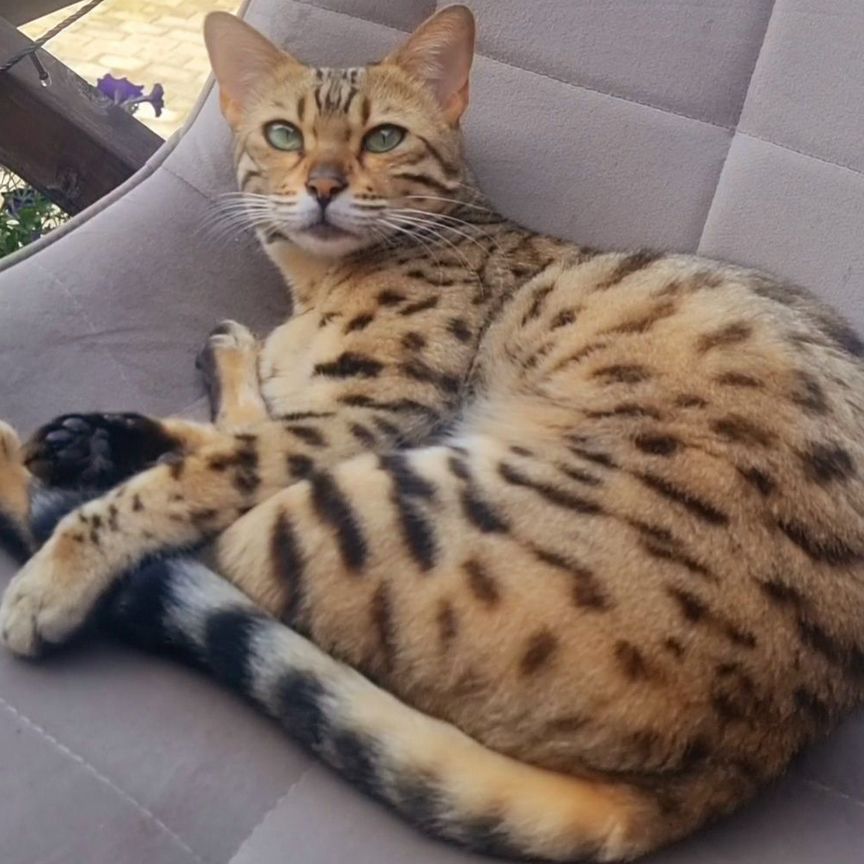 Бенгальская кошка потерялась