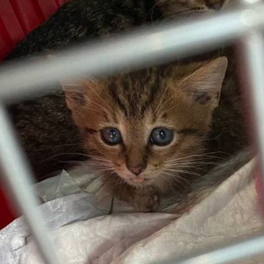 Котёнок в добрые руки