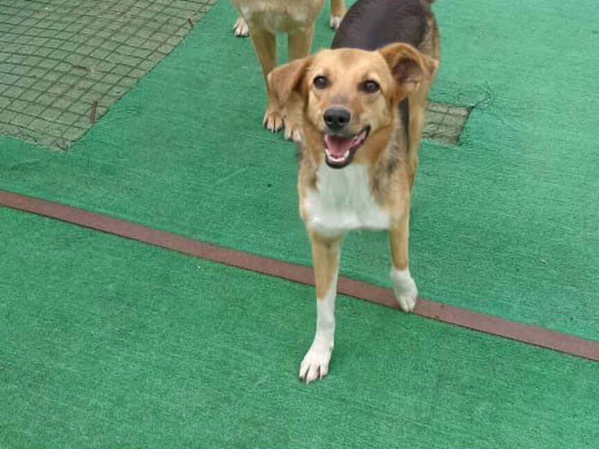 Собака в добрые руки