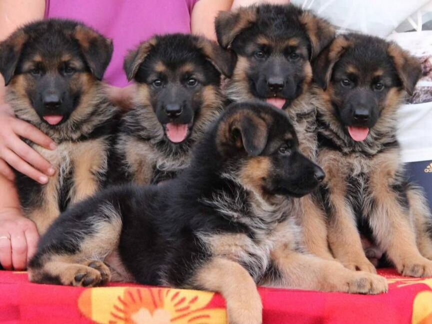 Немецкие овчарки - чистокровные щенки