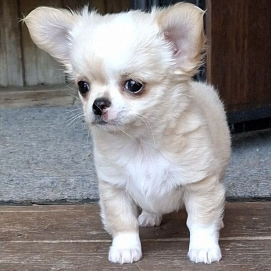 Чихуахуа, щенок