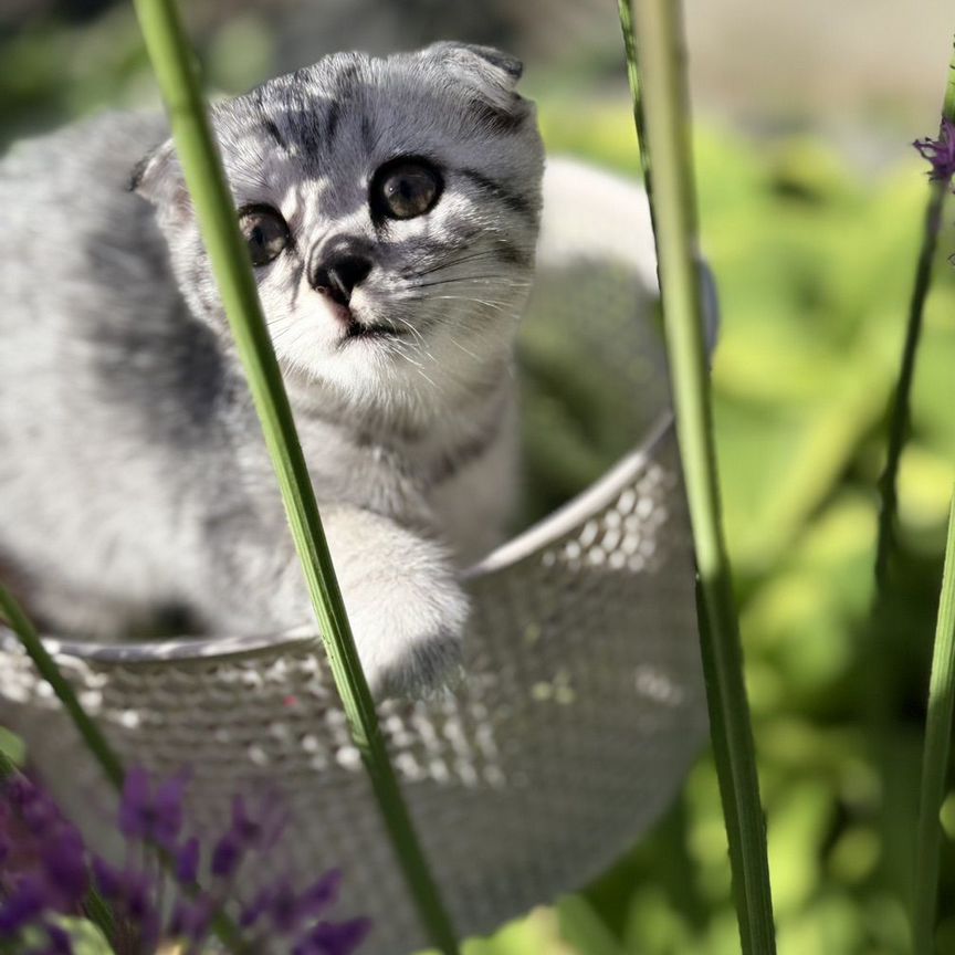 Шотландский вислоухий короткошёрстный котёнок