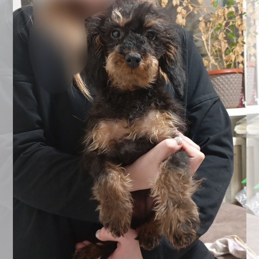 Карликовый пудель, щенок