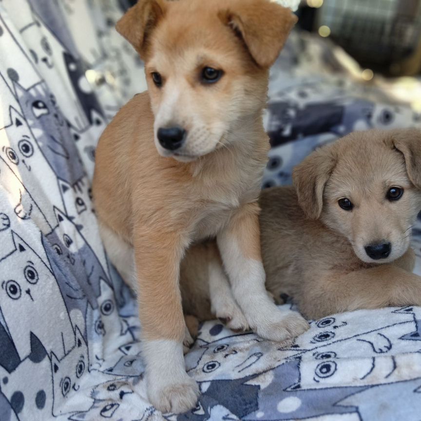 Мальчик и девочка щенки, привезу