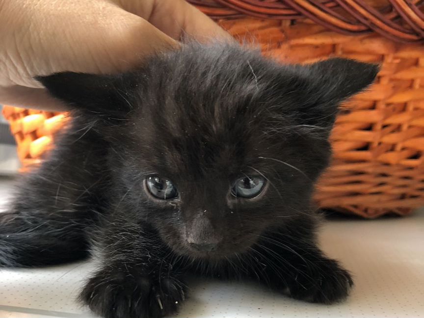 Котёнок