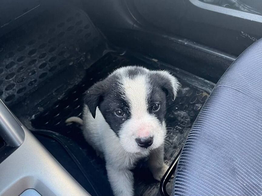 Отдам в добрые руки