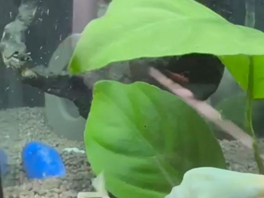 Карликовая лягушка