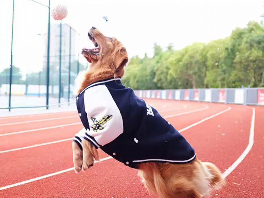 Бомбер для собак