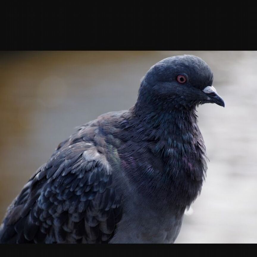 Продажа голубей