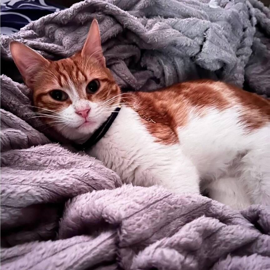 Рыжая кошка Калипсо