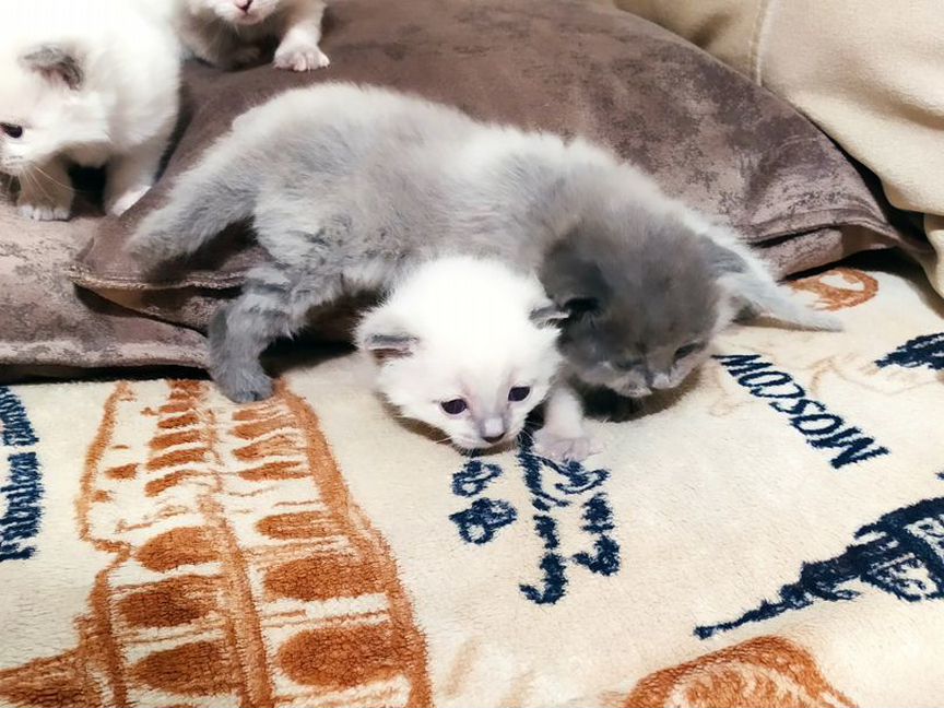 Сибирская кошечка