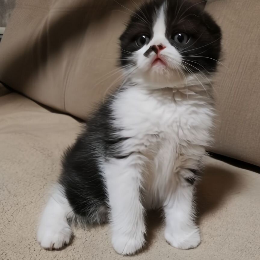 Шотландский вислоухий короткошёрстный котёнок