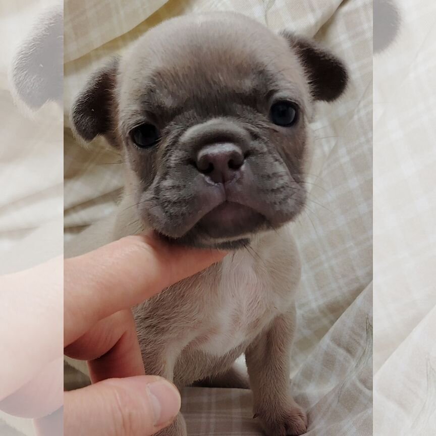 Французский бульдог, щенок