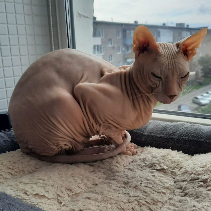 Донской сфинкс кот в добрые руки