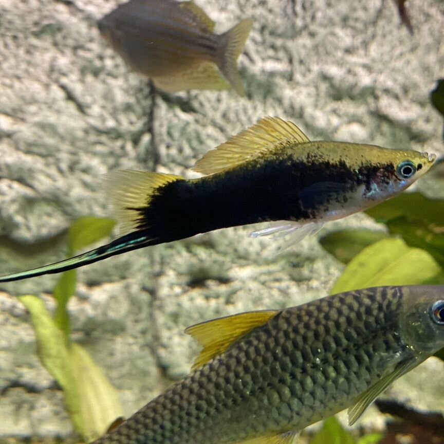 Пара взрослых меченсцев