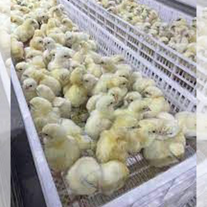 Доминанты суточные