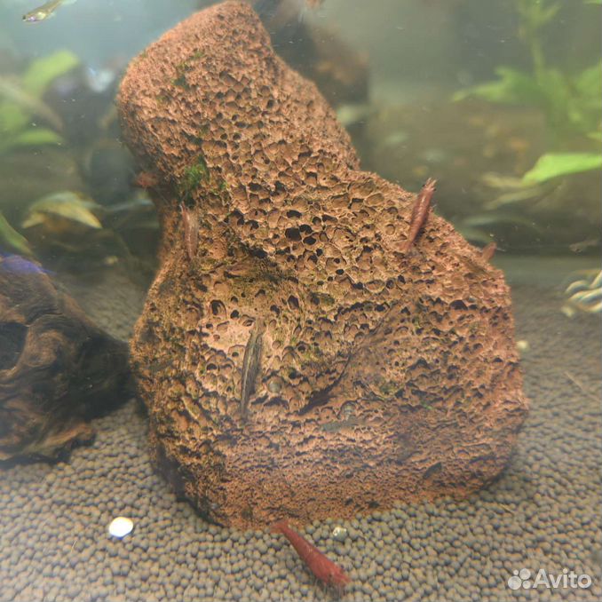 Креветки вишни красные и серые