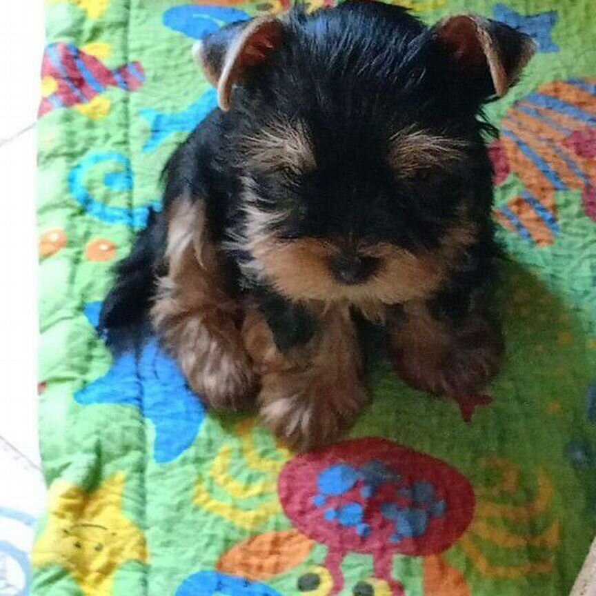 Йоркширский терьер мальчики