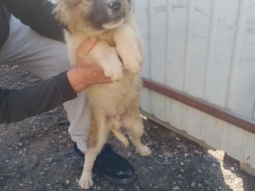 Щенки дворяне