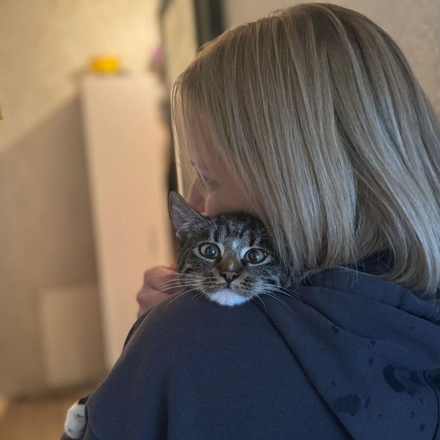 Котенок ищет семью