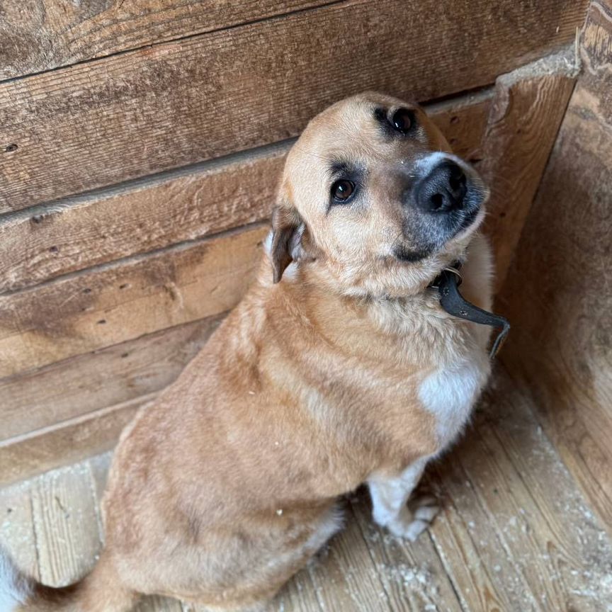 Взрослая собака в добрые руки