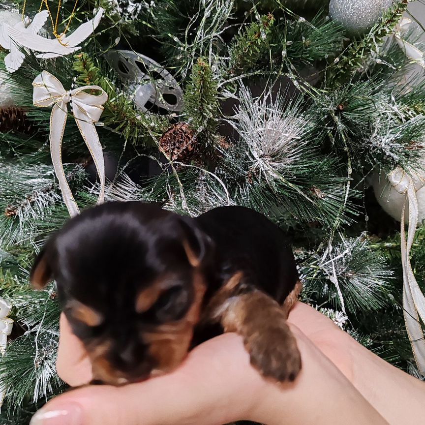 Йоркширский терьер, щенок