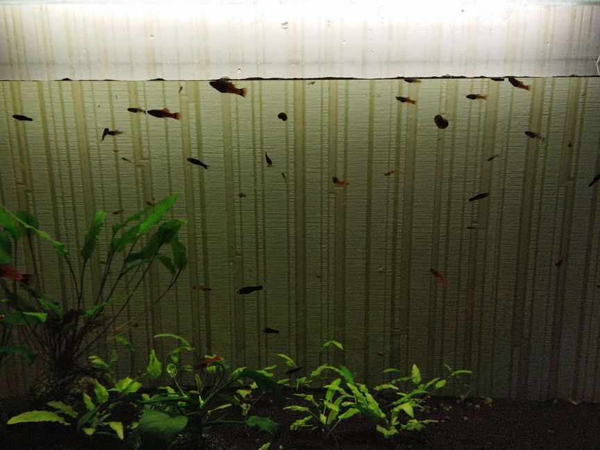 Меченосцы мальки