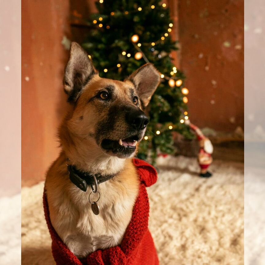 Взрослый пёс в добрые руки