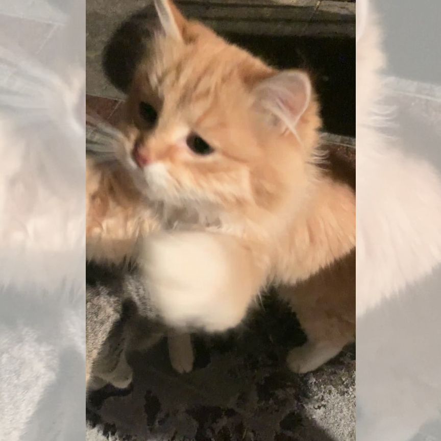 Котёнок в добрые руки