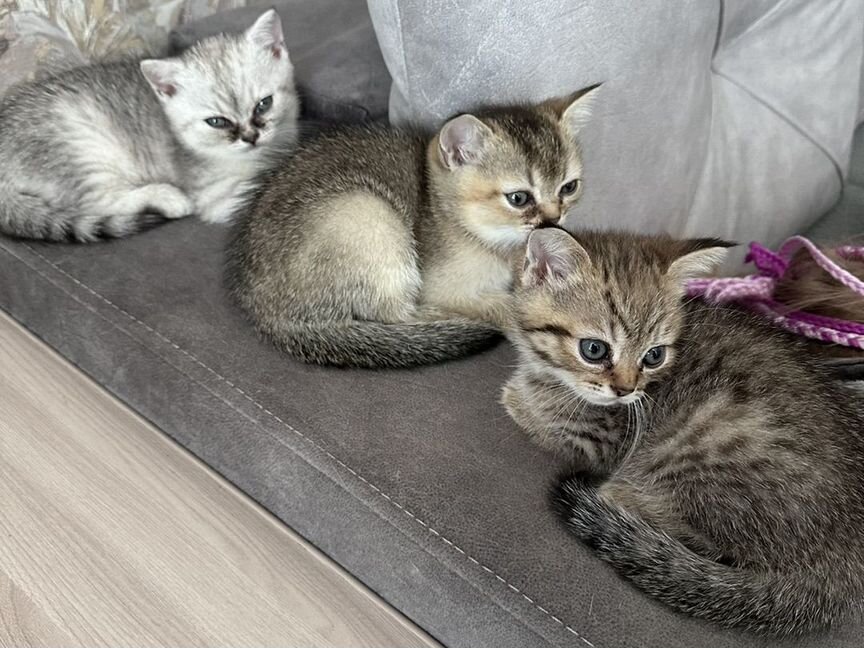 Котята Британской шиншиллы