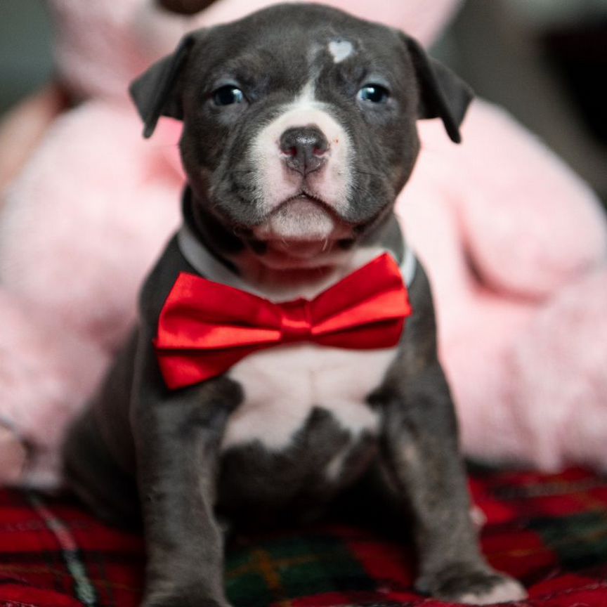 Американский булли, щенок