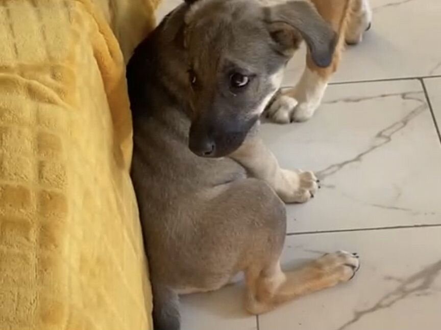 Щеночки в добрые руки