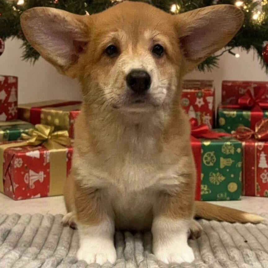 Вельш Корги Пемброк, щенок