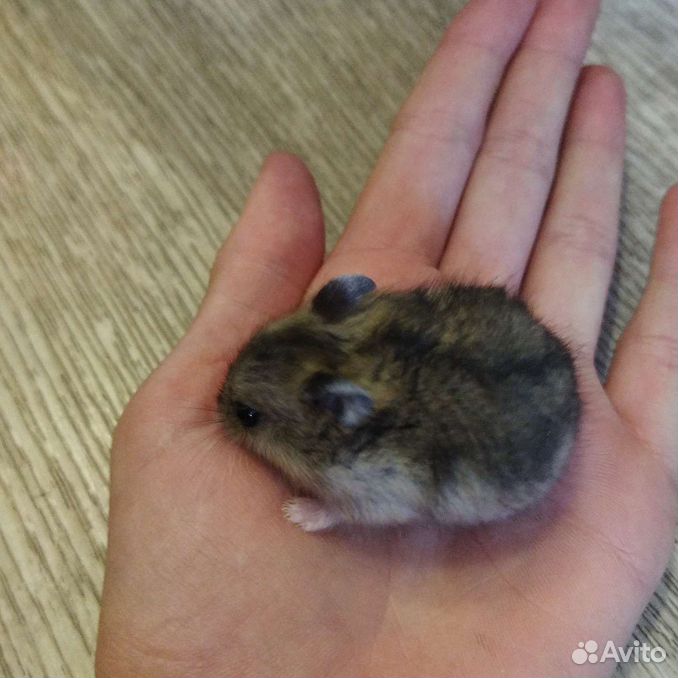 Джунгарский хомяк маленький