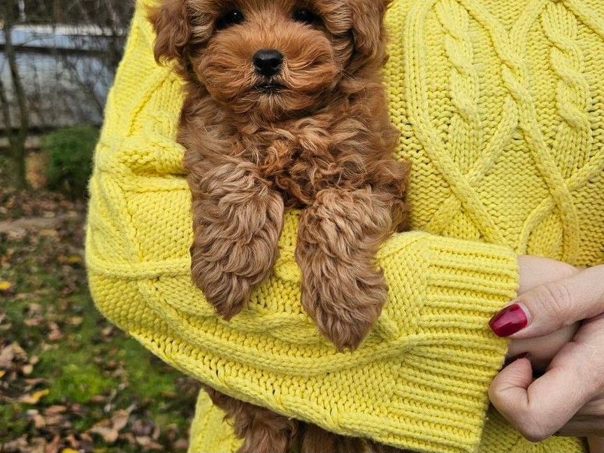 Мальтипу само совершенство