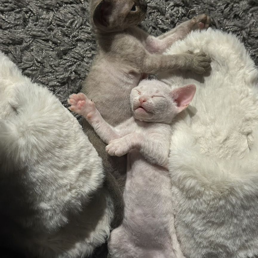 Котята сфинкс