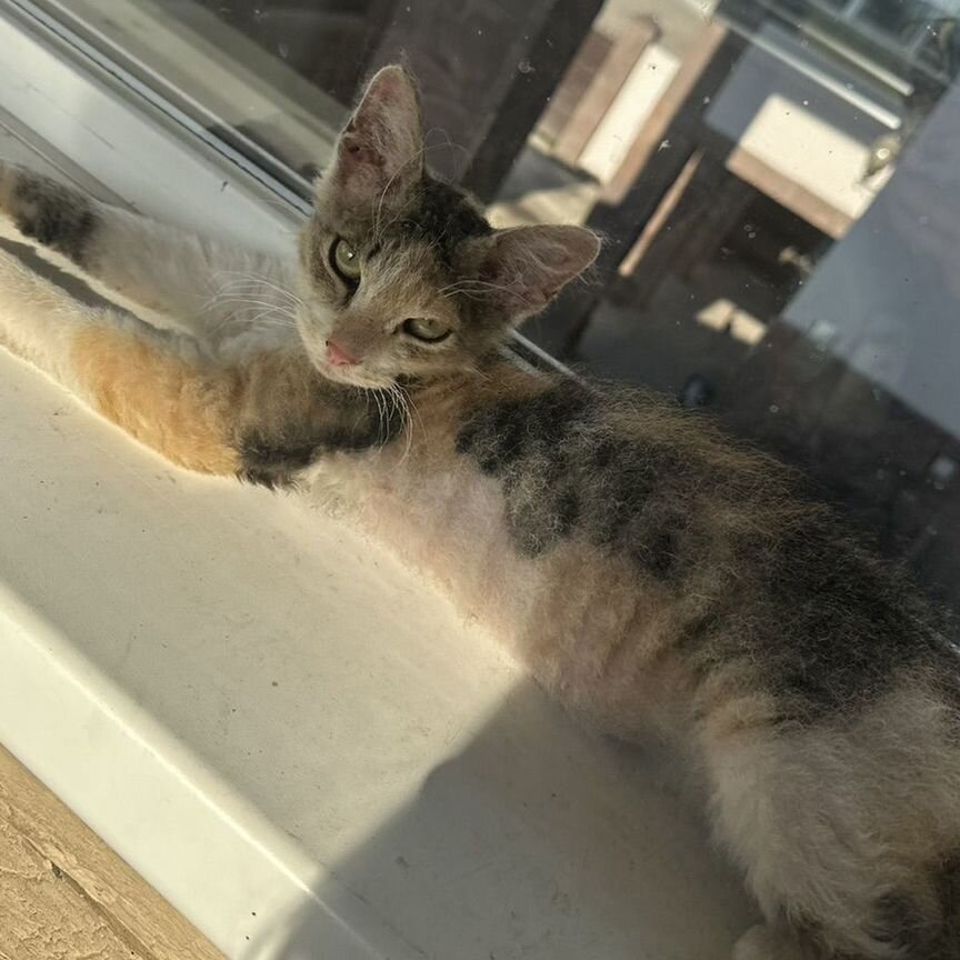 Трехцветный котенок