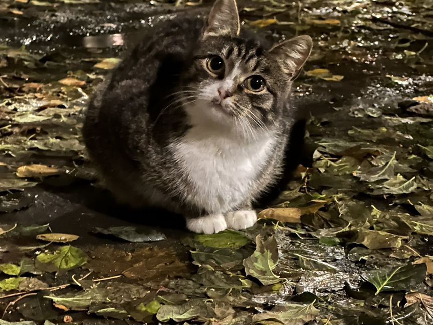 Кошка-потеряшка