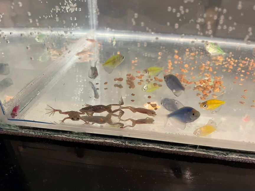 Продам аквариумных рыбок(много и разные) и амадино