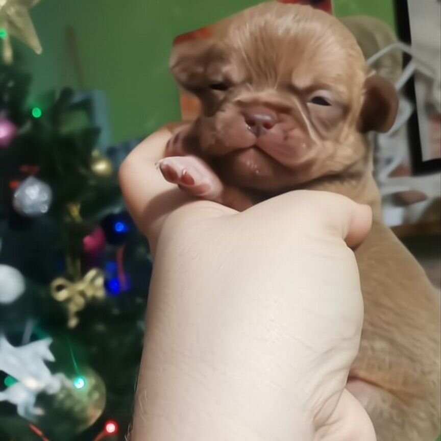 Чихуахуа, щенок