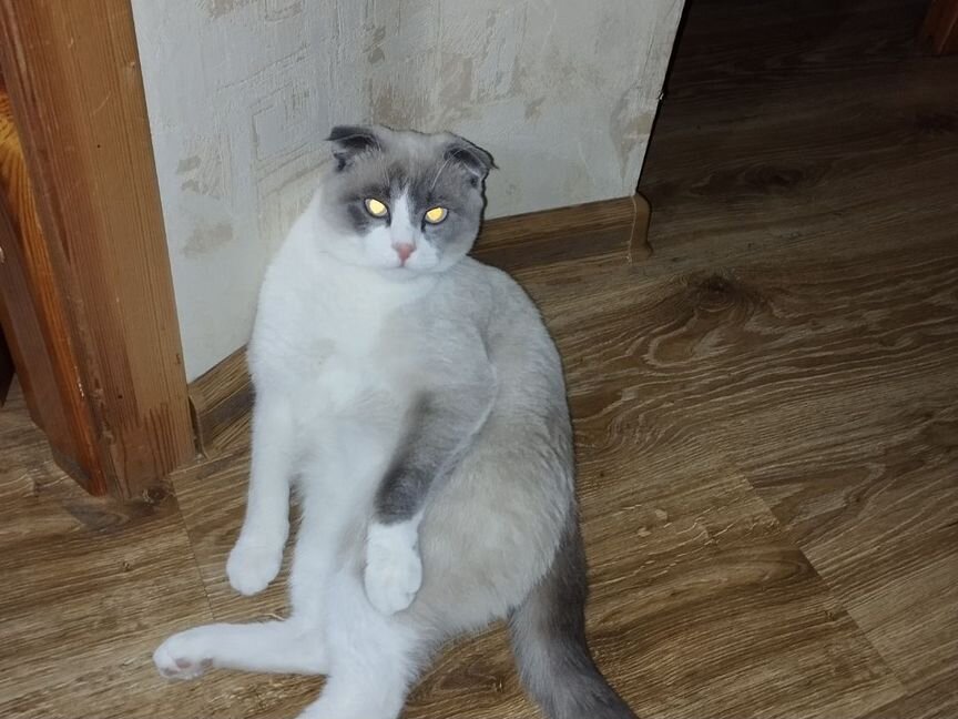 Кошка