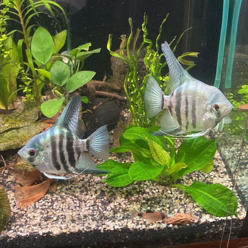 Скалярии пиной голубой ангел