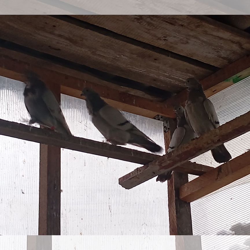 Продажа голубей