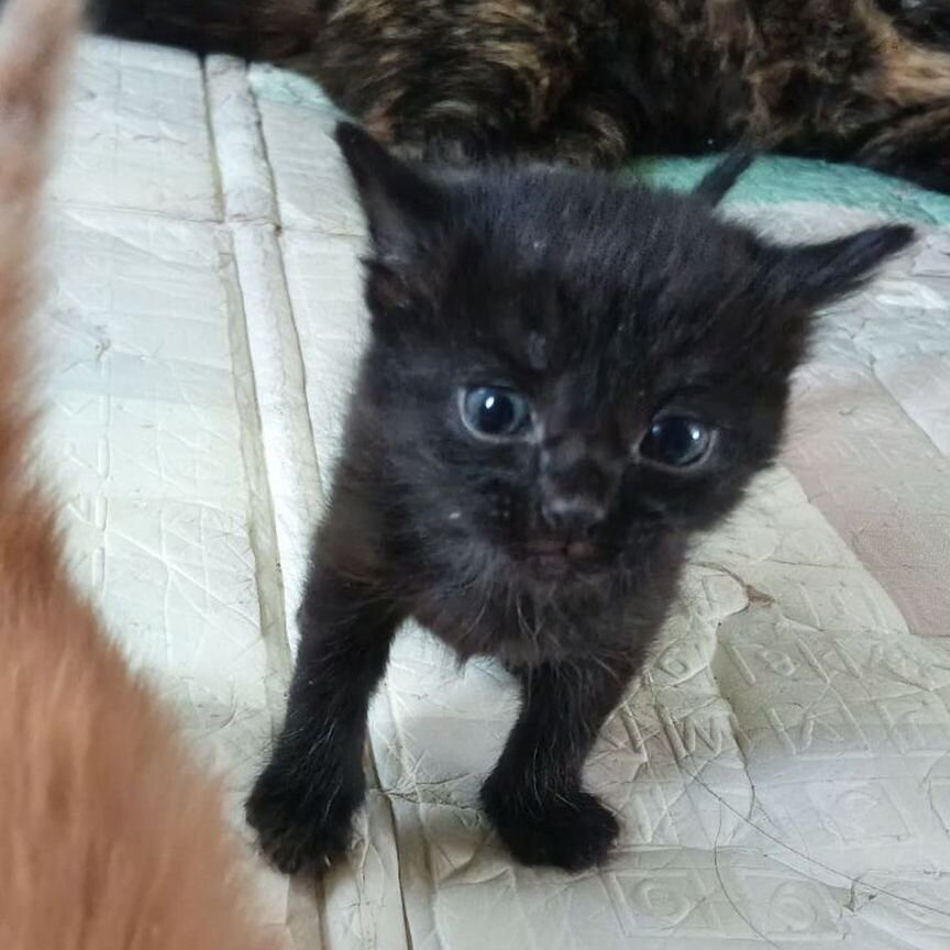 Котёнок в добрые руки