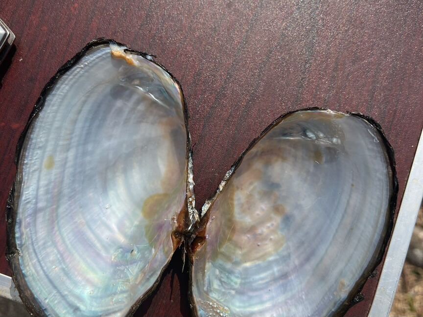 Ракушка речная